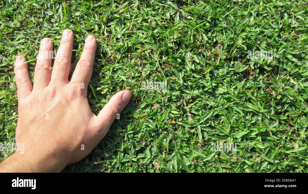 Close up young man hand touching green grass in the botanical garden ...
