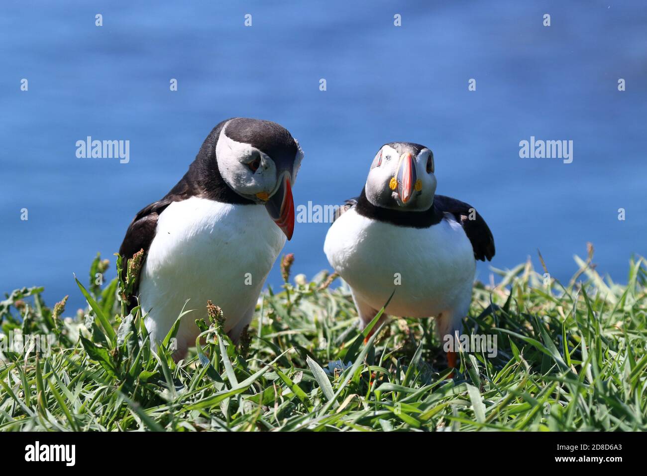 Atlantic Puffins on Lunga Stock Photo - Alamy