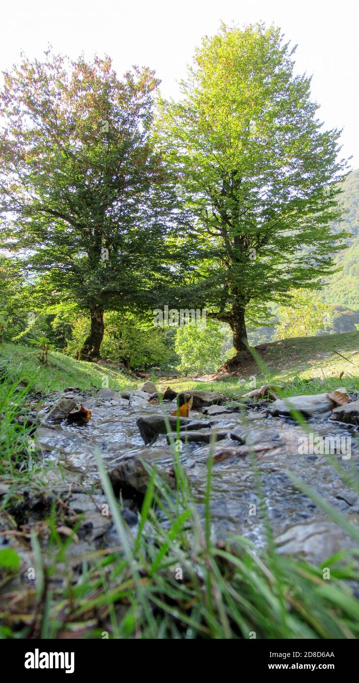 Symmetric trees hi-res stock photography and images - Alamy
