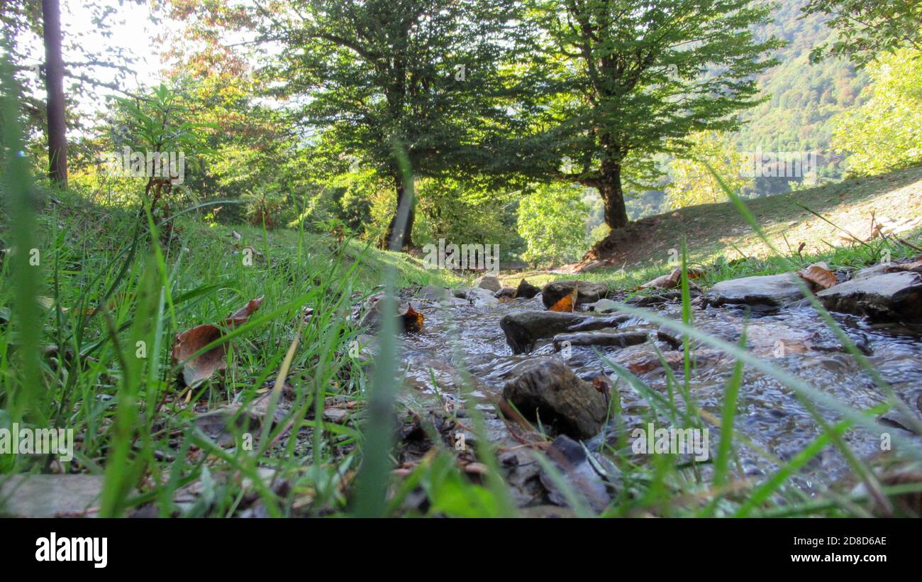 Close up of a small river goes through two symmetric trees in the ...