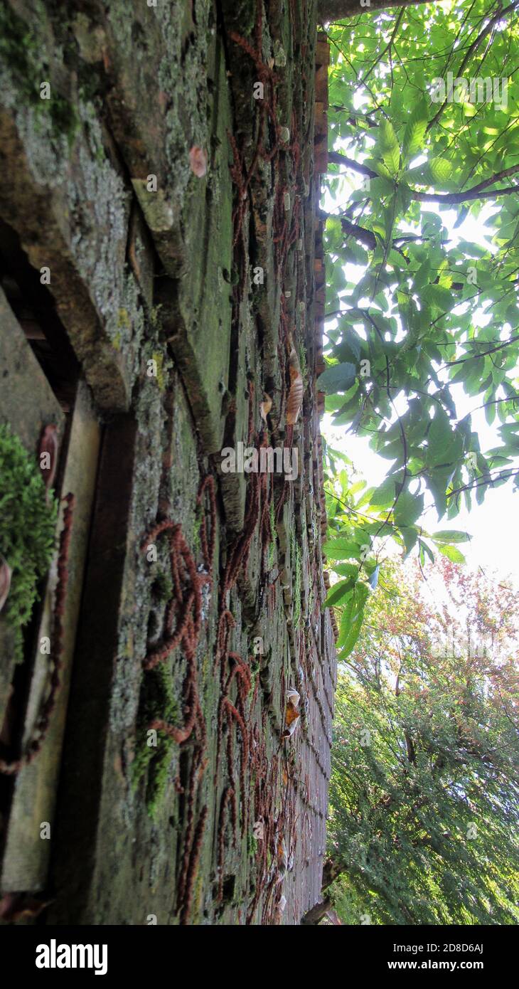 Close up of a historic roof tile covered with tree seeds Stock Photo ...