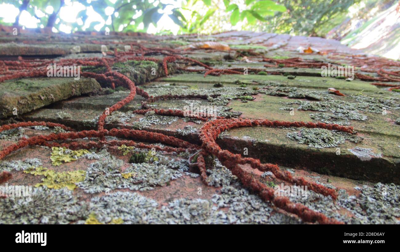 Close up of a historic roof tile covered with tree seeds Stock Photo ...