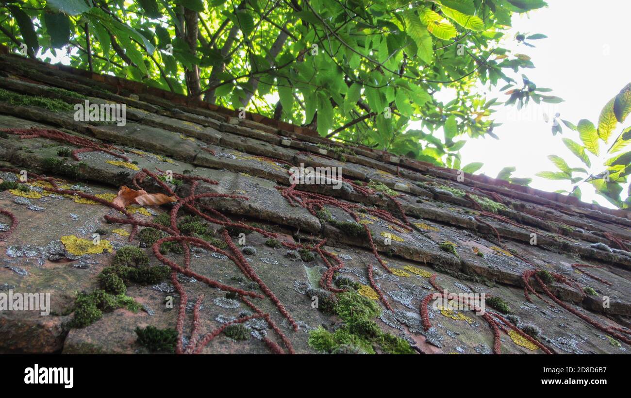 Close up of a historic roof tile covered with tree seeds Stock Photo ...