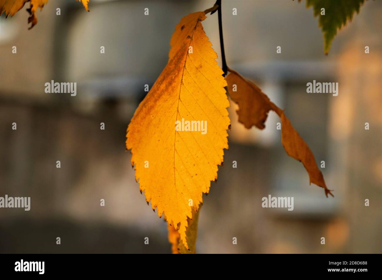 bright autumn leaf close up Stock Photo - Alamy