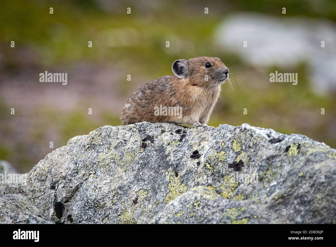 The adorable Pika in Canada Stock Photo - Alamy