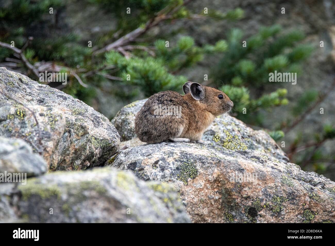American pika action hi-res stock photography and images - Alamy