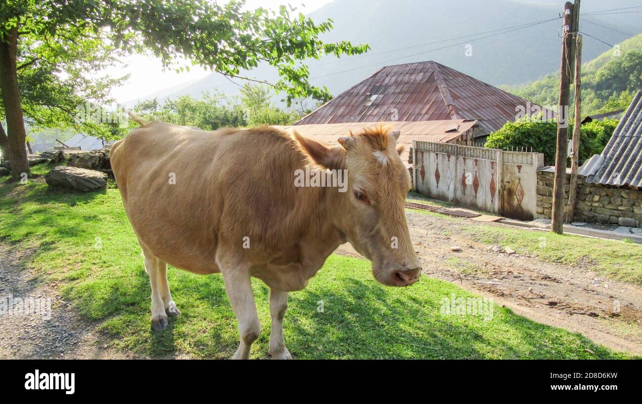 White cow walking in hi-res stock photography and images - Alamy