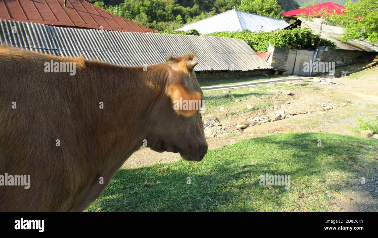 Orange cow hi-res stock photography and images - Alamy