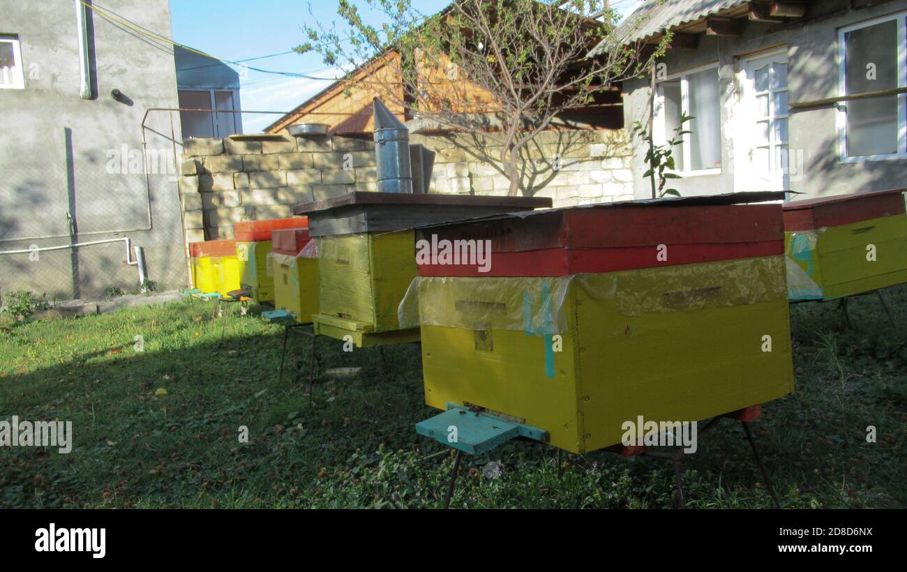 Yellow-red honey bee boxes in the bee farm Stock Photo - Alamy