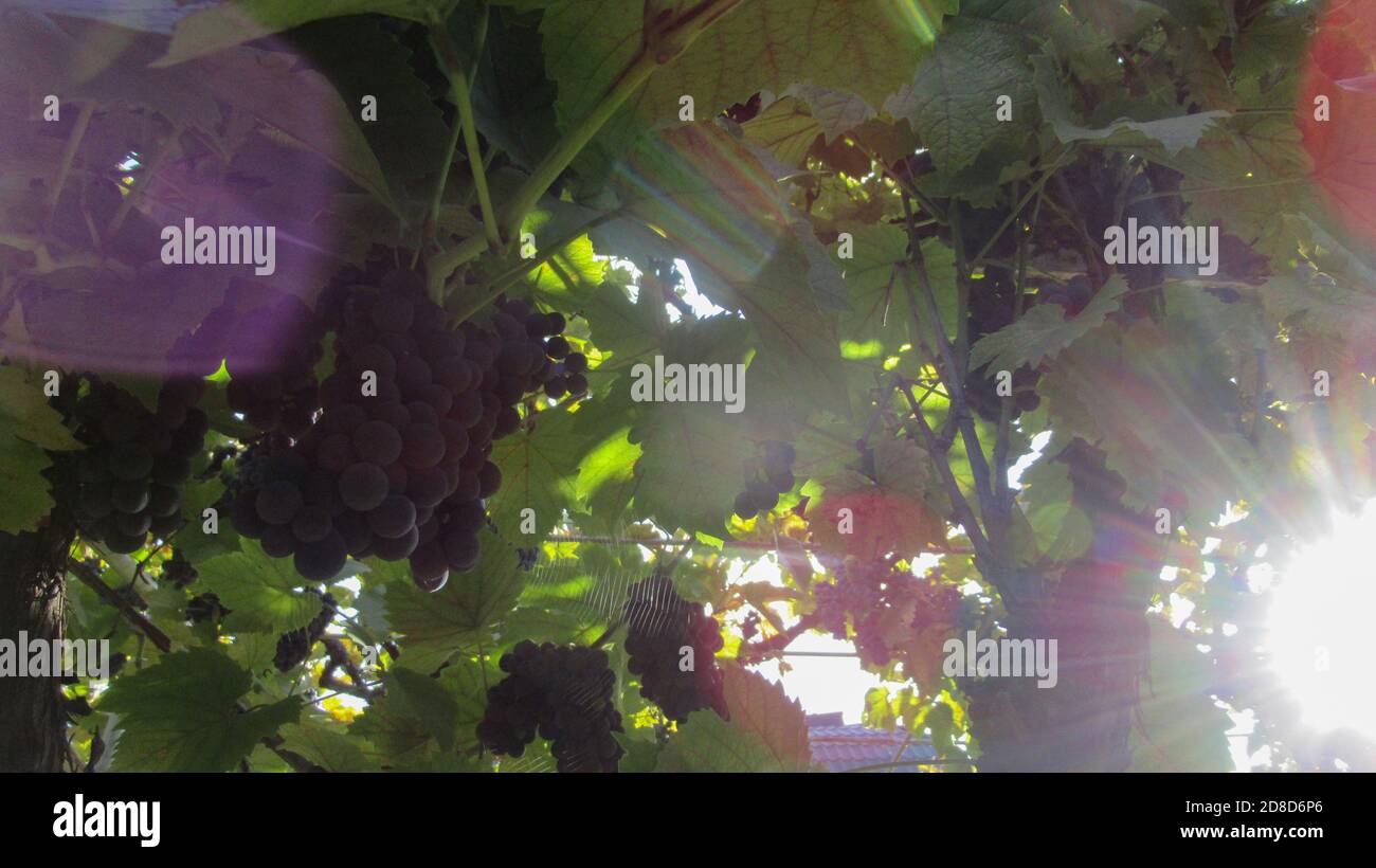 Close up of a sun lights coming behind a black grapes on the tree Stock ...