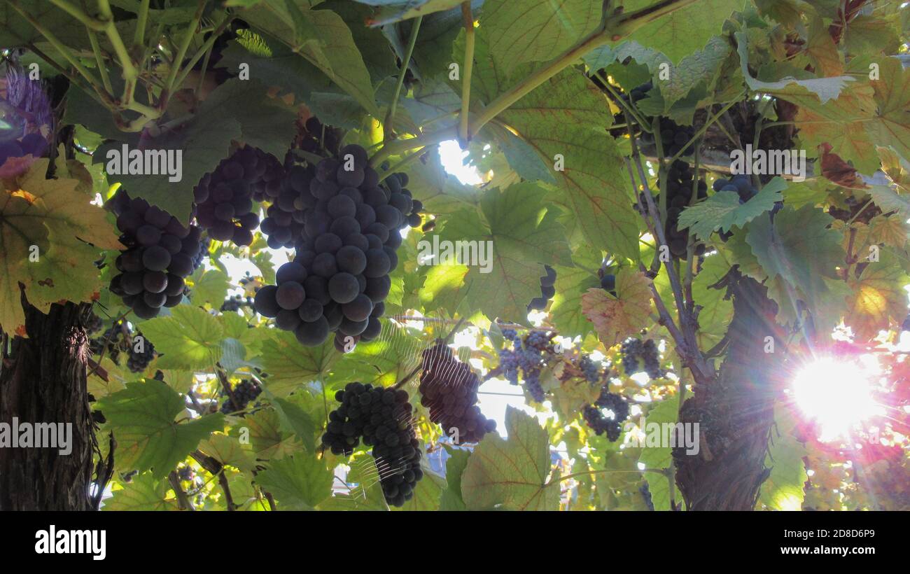Grapes on the tree hi-res stock photography and images - Alamy