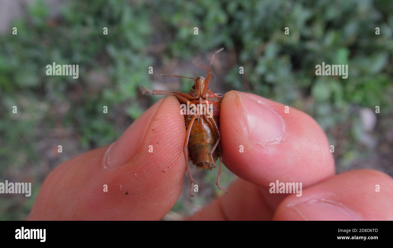 A close up male hand holding a big red insect in his garden Stock Photo ...