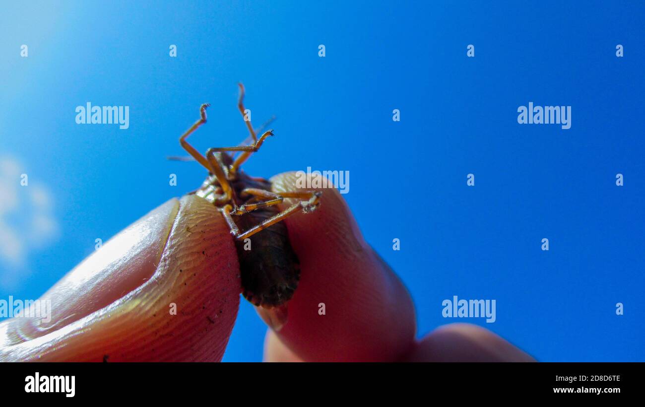 A close up male hand holding a big black insect against blue sky Stock ...