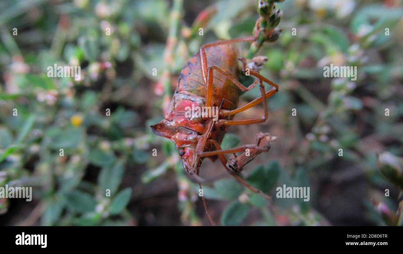 A close up big red insect walking on the green grass Stock Photo - Alamy