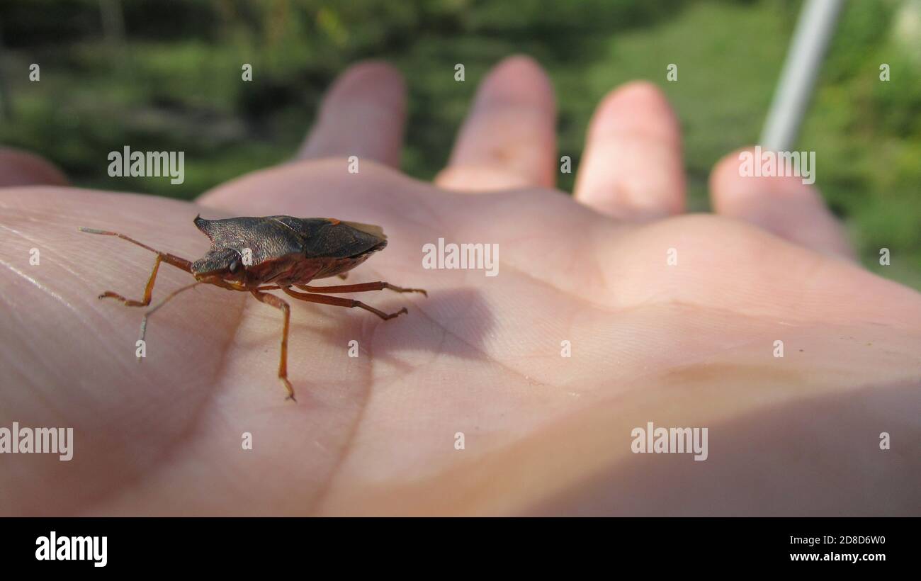 Black red insect hi-res stock photography and images - Alamy