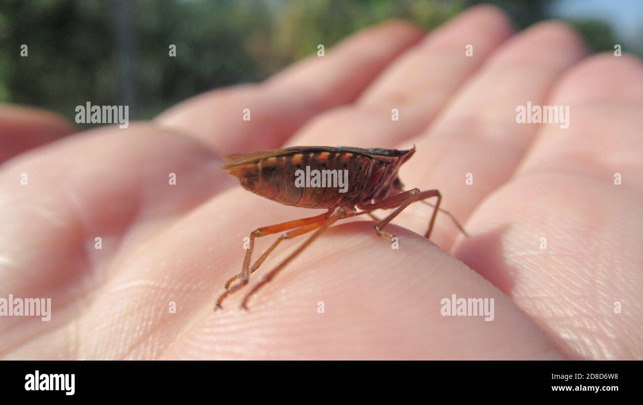 Black red insect hi-res stock photography and images - Alamy