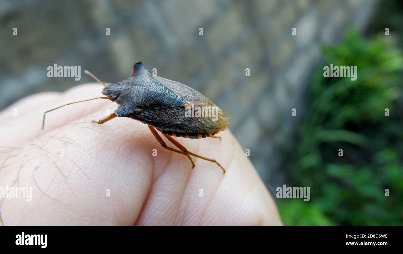 A close up of a big black-red insect on man's hand Stock Photo - Alamy