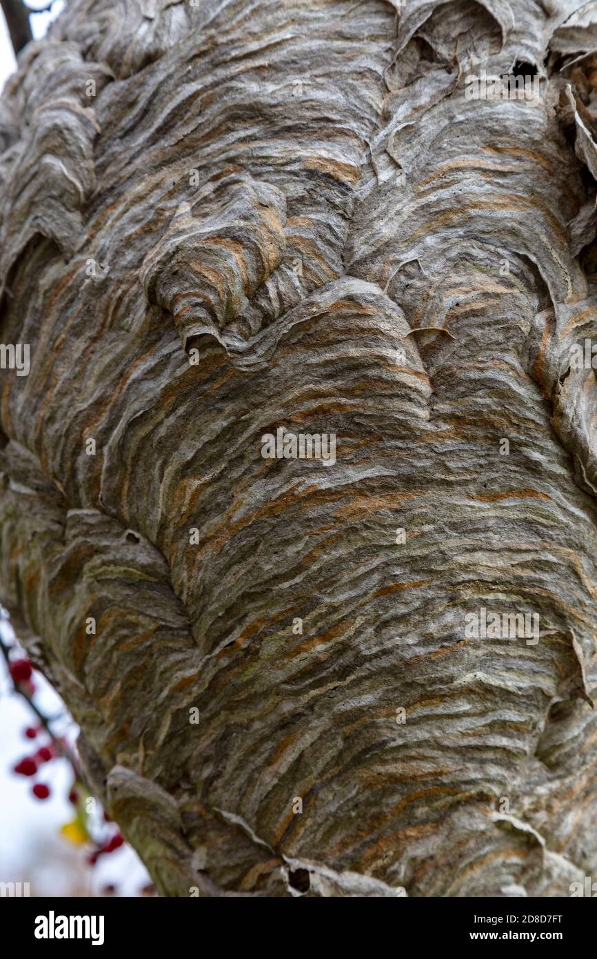 Large Paper Wasp nest, Fall, E USA, by James D Coppinger/Dembinsky ...