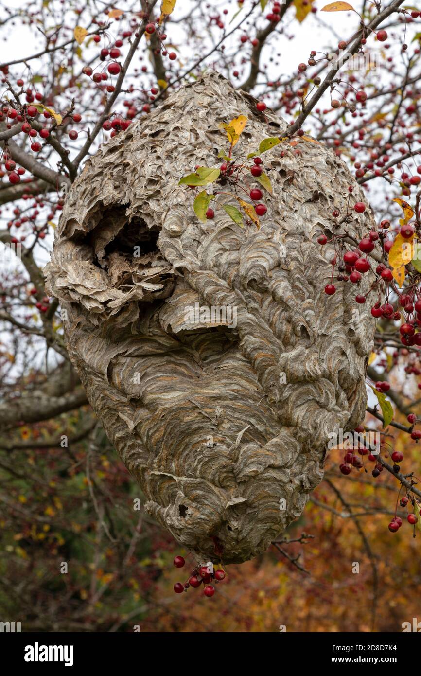 Large Paper Wasp nest, Fall, E USA, by James D Coppinger/Dembinsky ...