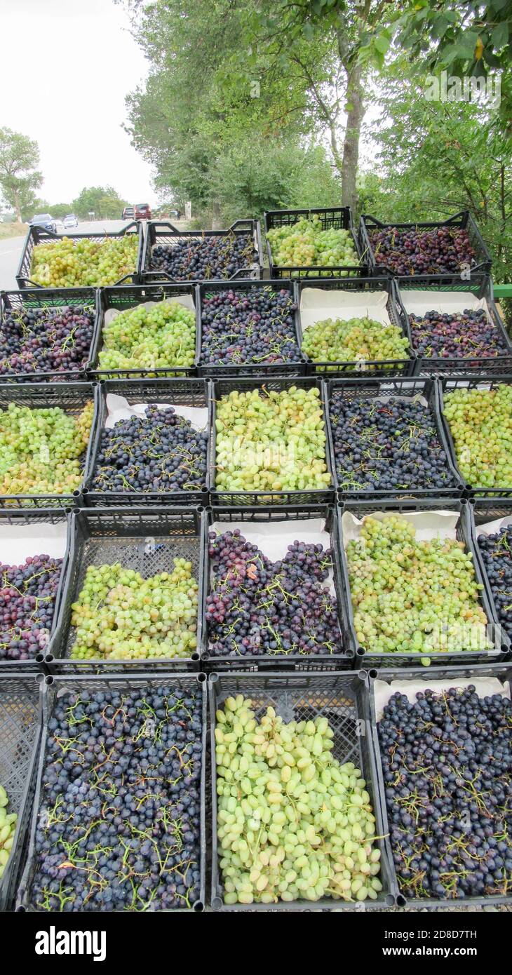 Grapes plastic box hi-res stock photography and images - Alamy