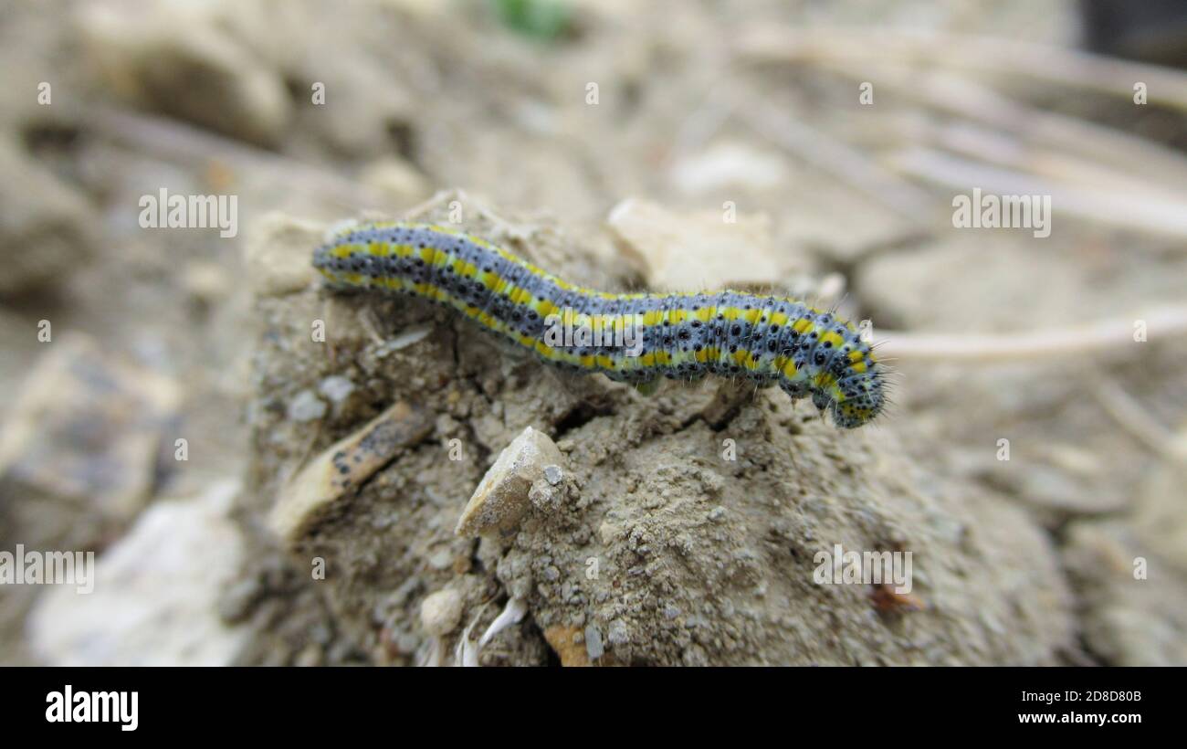 A close up green-black caterpillar insect on the yellow-grey soil Stock ...
