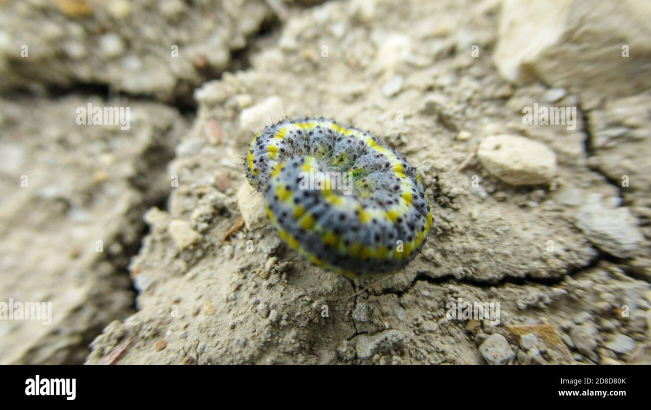 Grey and yellow caterpillar hi-res stock photography and images - Alamy