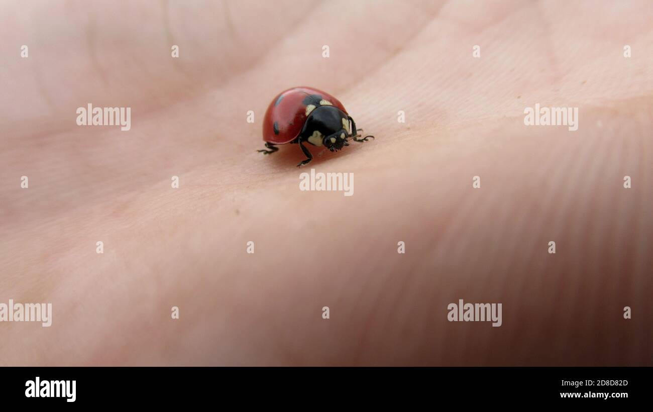 A close up of a cute red ladybug moving on man's hand Stock Photo - Alamy