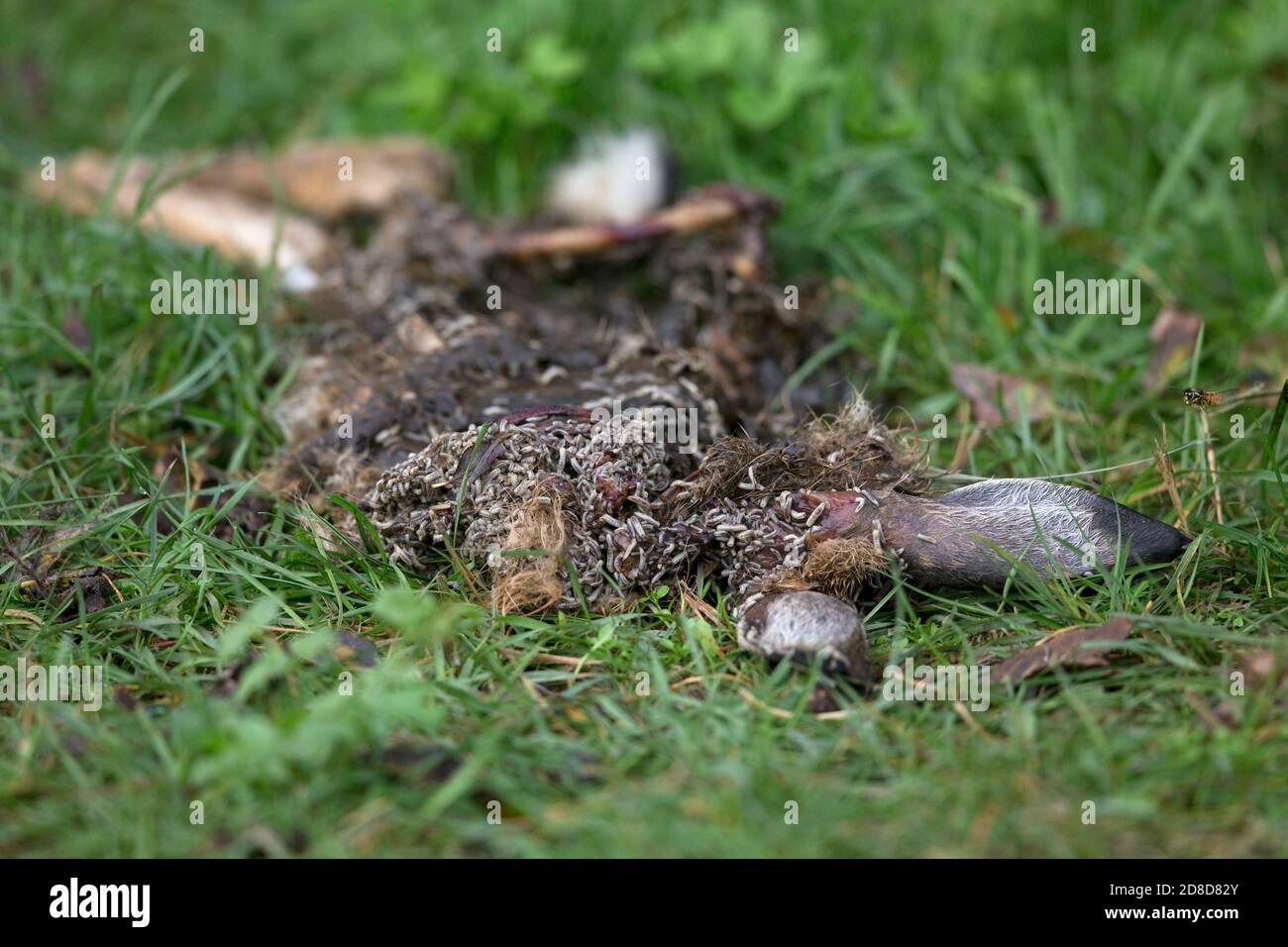 Maggots dead animal hi-res stock photography and images - Alamy