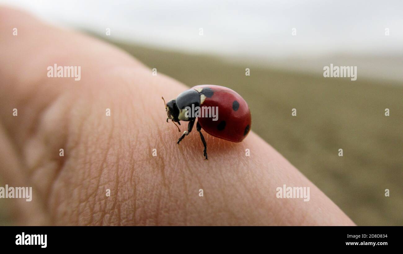A close up of a cute red ladybug moving on man's hand Stock Photo - Alamy