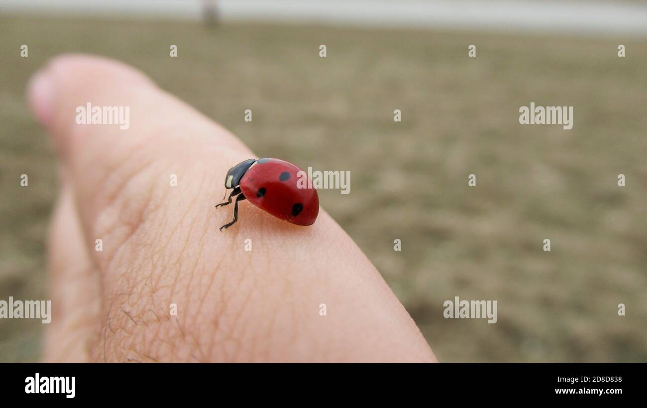 A close up of a cute red ladybug moving on man's hand Stock Photo - Alamy