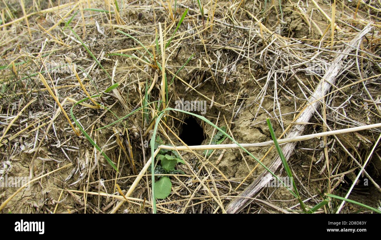 Close up of a small hole on the soil made by wild animals Stock Photo ...