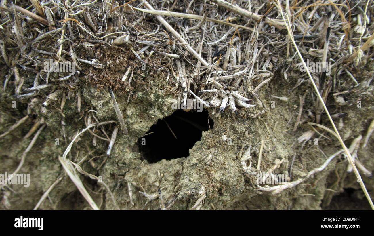 Close up of a small hole on the soil made by wild animals Stock Photo ...