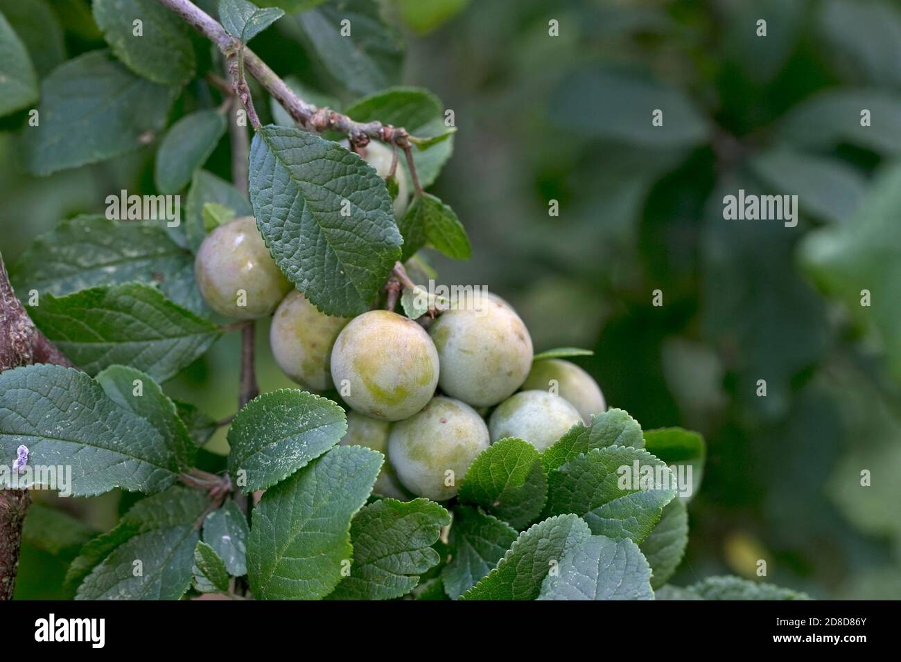 Bullace plum hi-res stock photography and images - Alamy