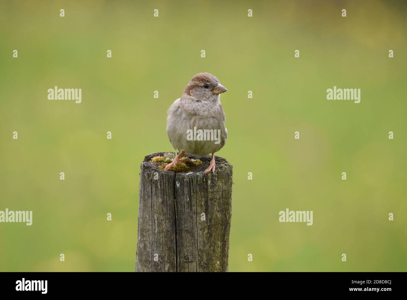 A bird enjoys a rest on a fence post Stock Photo - Alamy