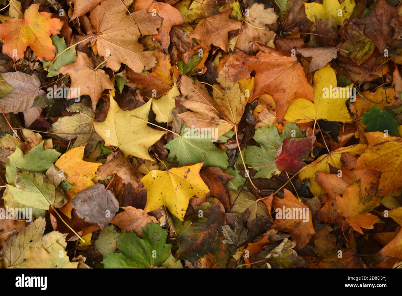 autumn leaves on the ground Stock Photo - Alamy