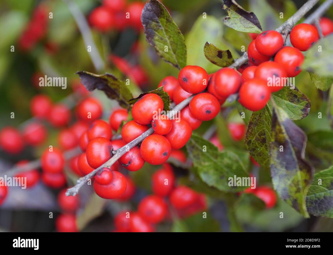 A bunch of Red Winterberry Holly 'Red Sprite' on the tree Stock Photo ...