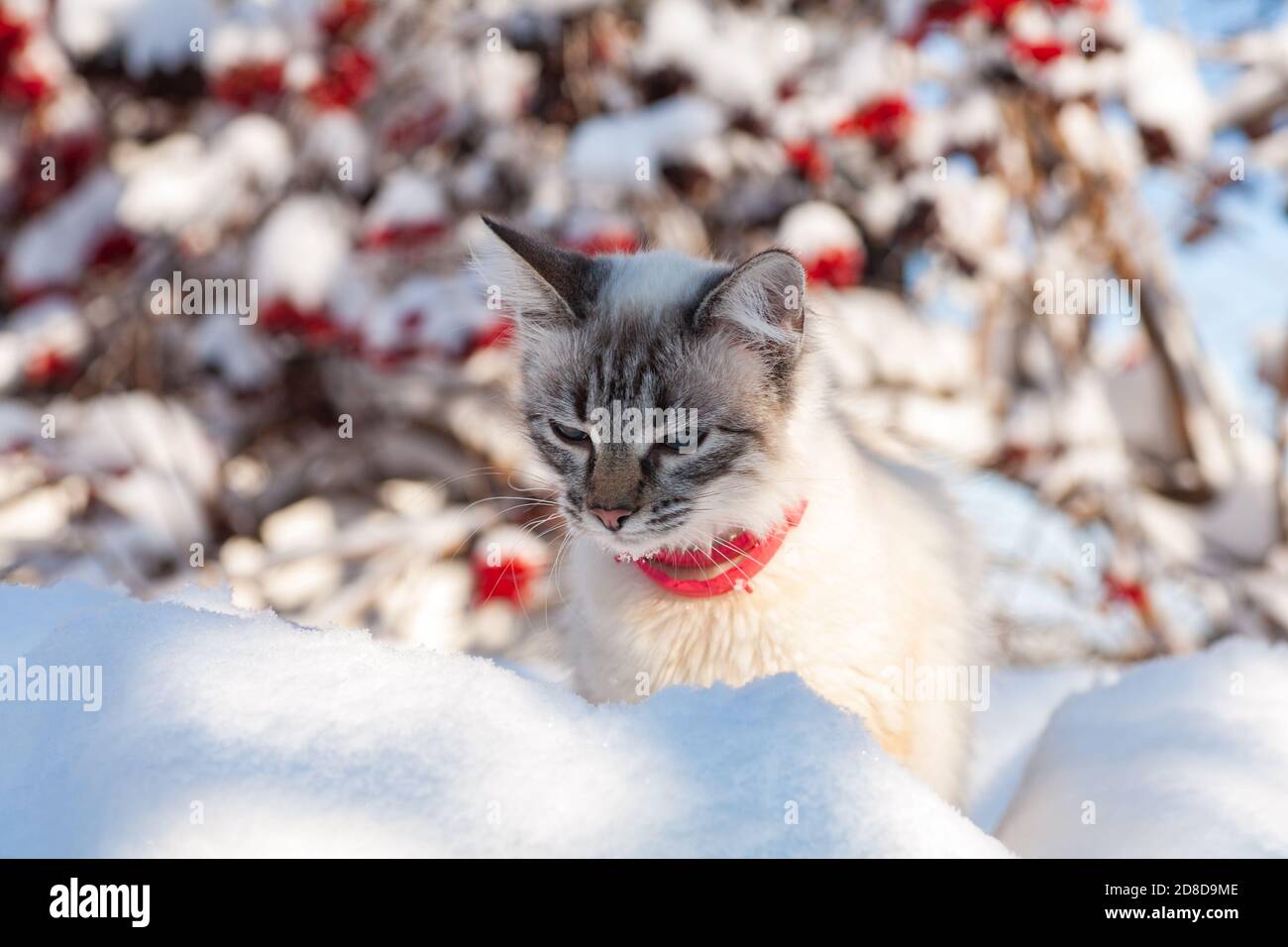 Cold Cat In Snow