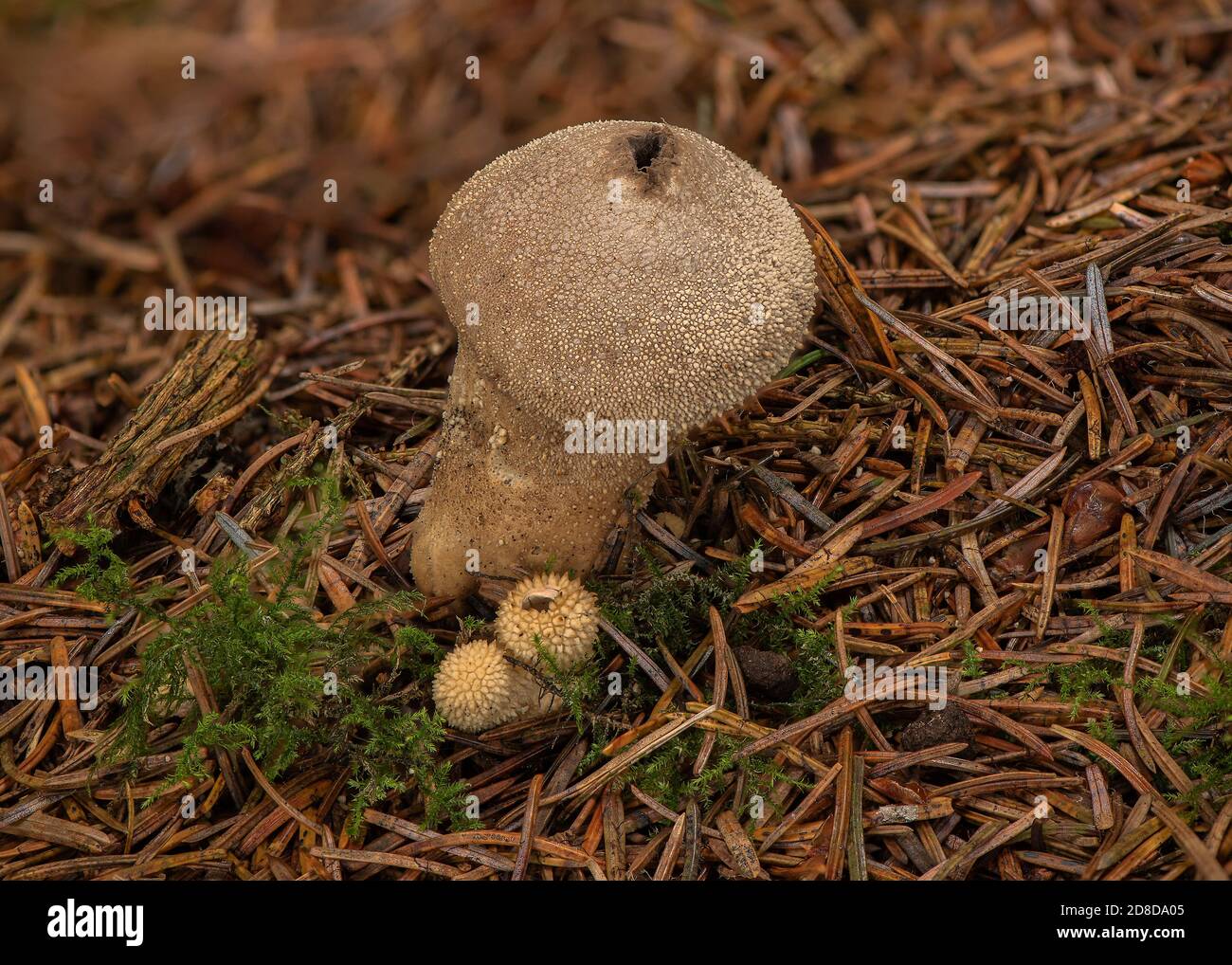 Puffball common (Lycoperdon perlartum), growing on roots of pine trees ...