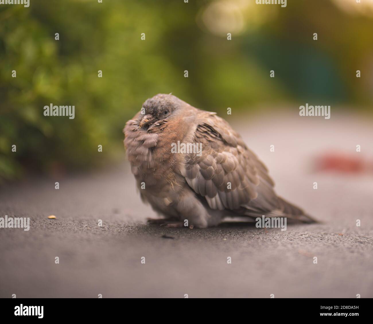 Old Pigeon fluffed up from the cold Stock Photo - Alamy