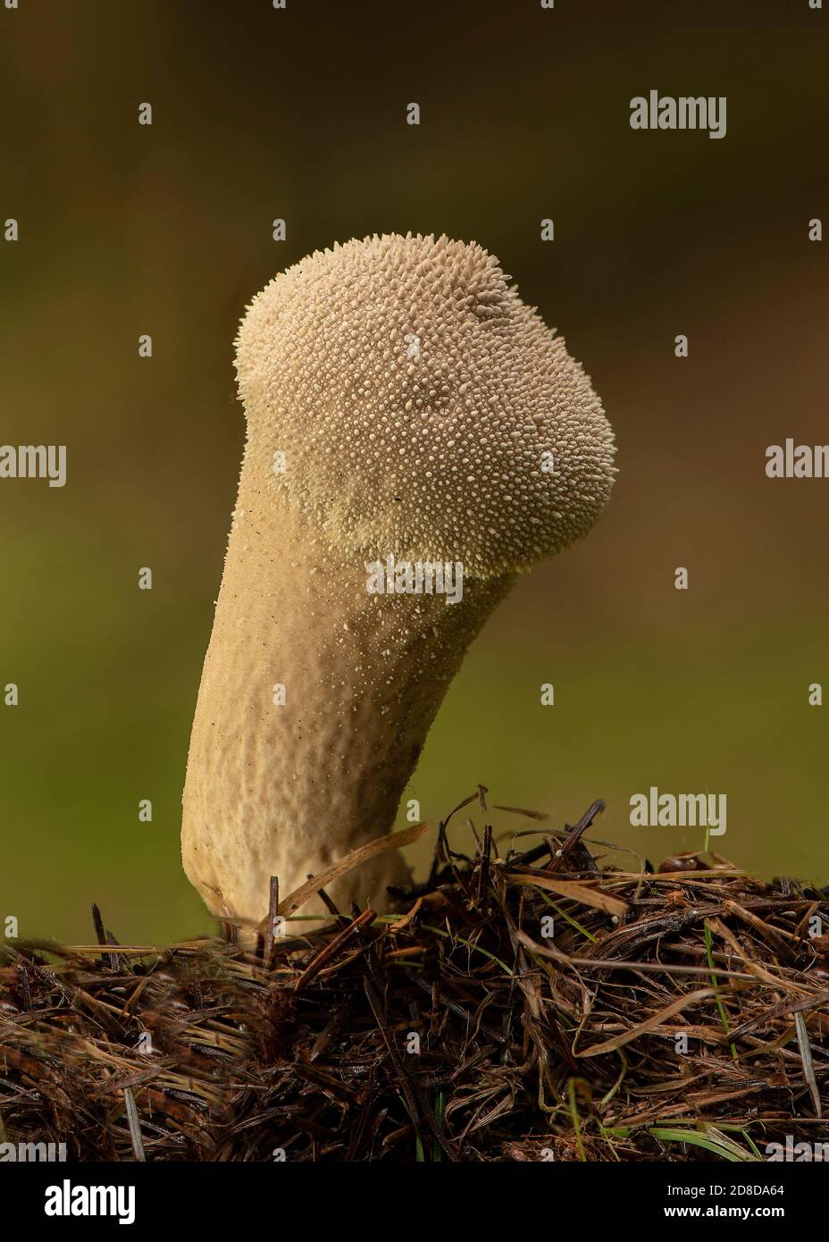 Puffball common (Lycoperdon perlartum), growing on roots of pine trees ...