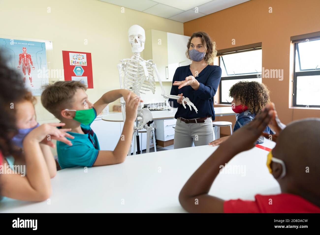 Skeleton Models For Teaching