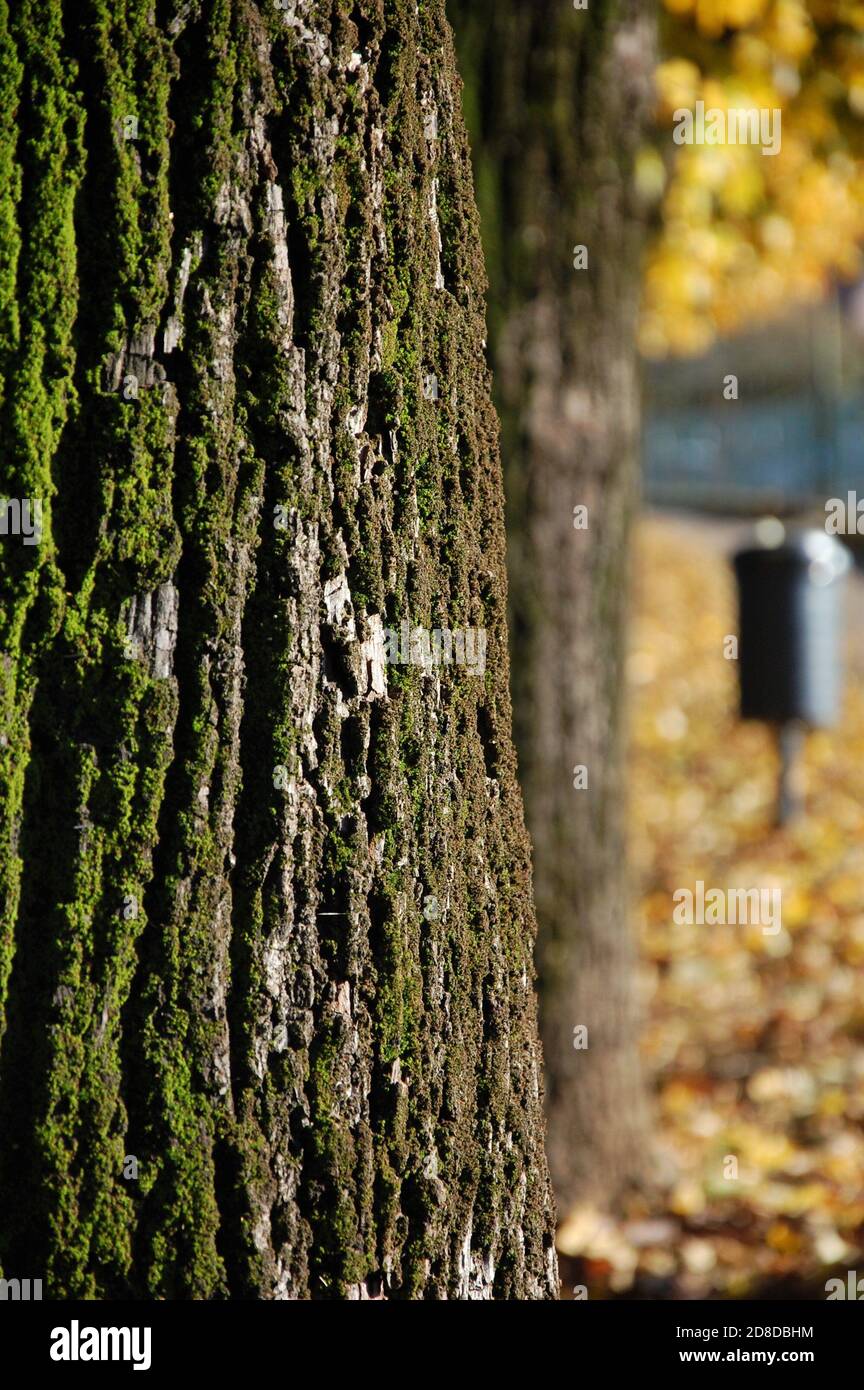 Waste basket italy hi-res stock photography and images - Alamy