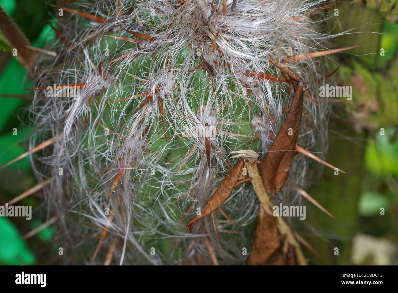 Oreocereus selsa hi-res stock photography and images - Alamy