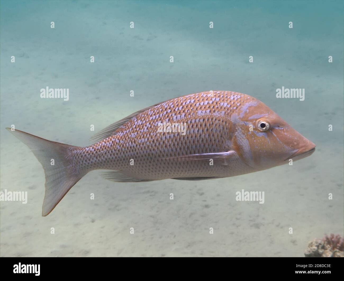 Spangled emperor fish (Lethrinus nebulosus) in the sea water ...