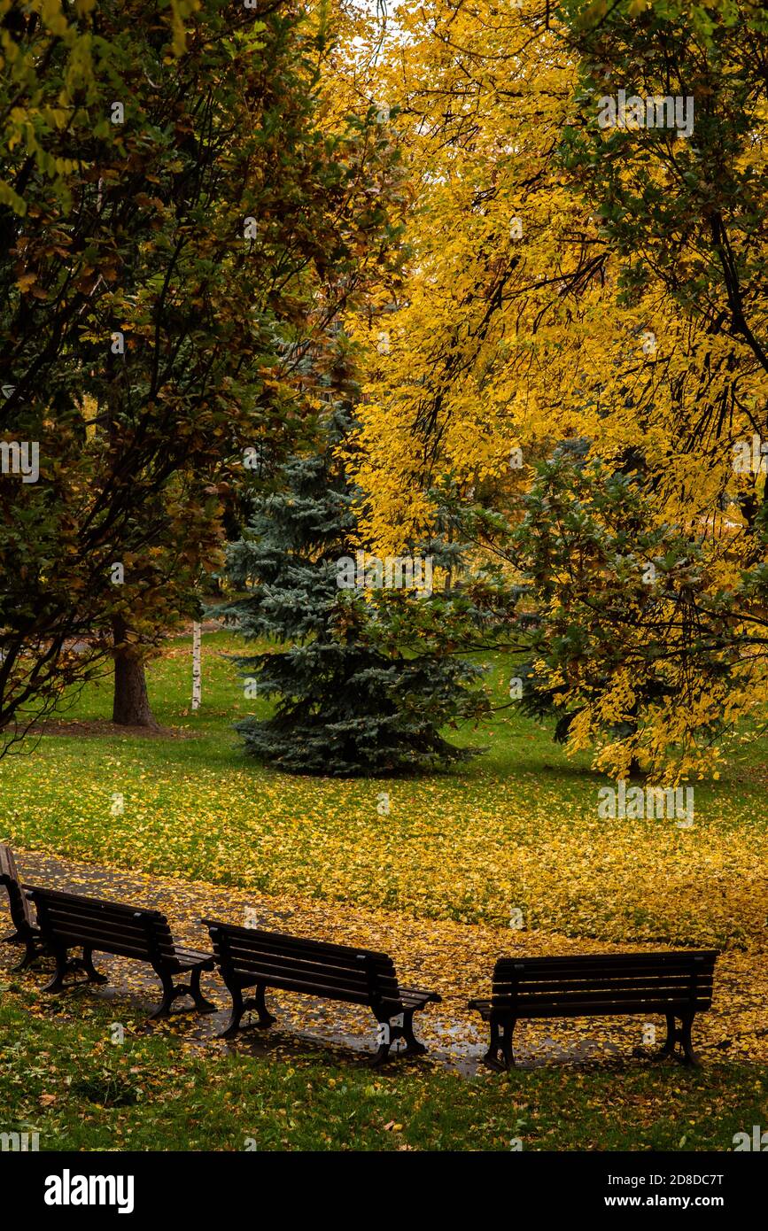 Colorful group of trees in a park in Prague Stock Photo - Alamy