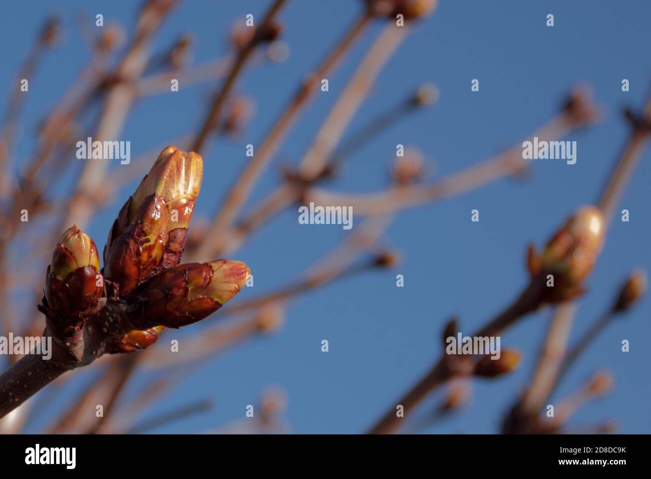 Spring tree branches hi-res stock photography and images - Alamy