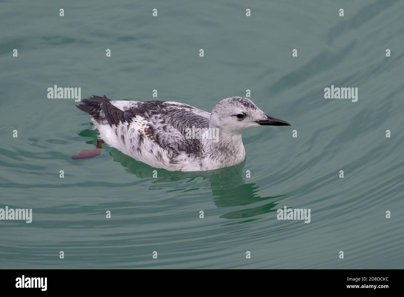 First winter juvenile Black Guillemot (Cepphus grylle) swimming in the ...