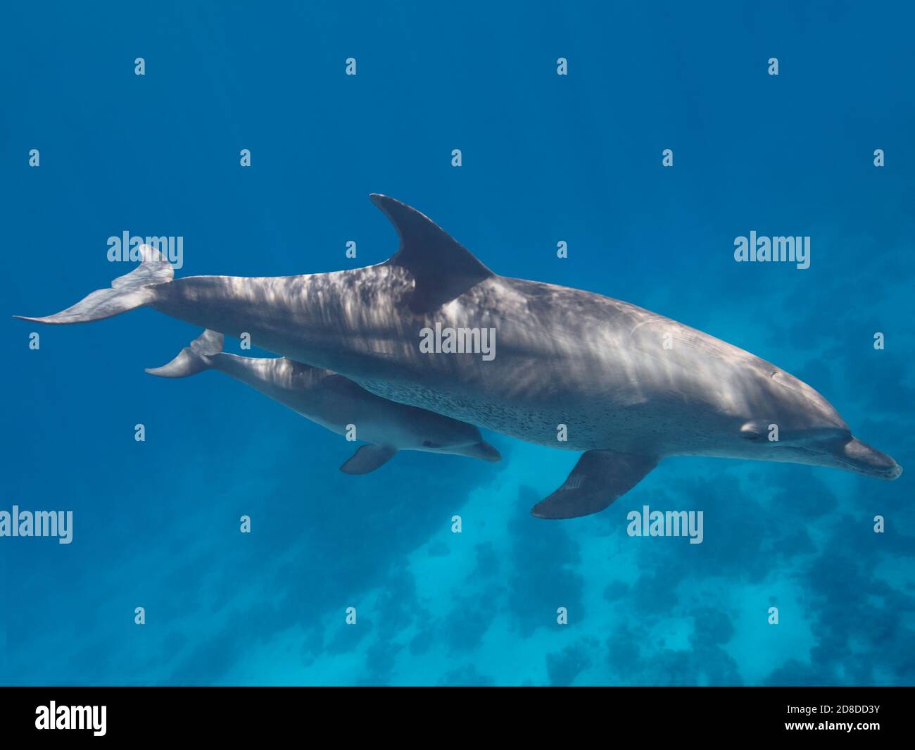 Indian ocean bottlenose dolphin hi-res stock photography and images - Alamy