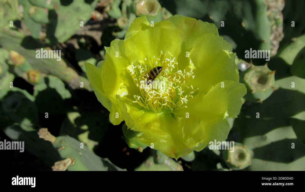 A close up of a honeybee inside of a bright yellow cactus flower Stock ...
