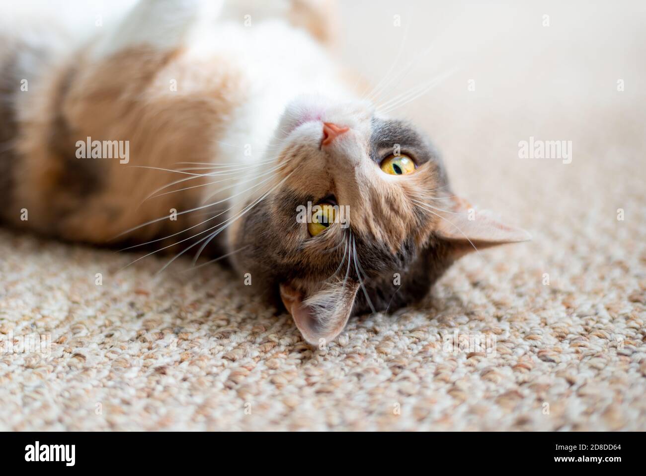 calico cat laying on its back on carpet Stock Photo - Alamy